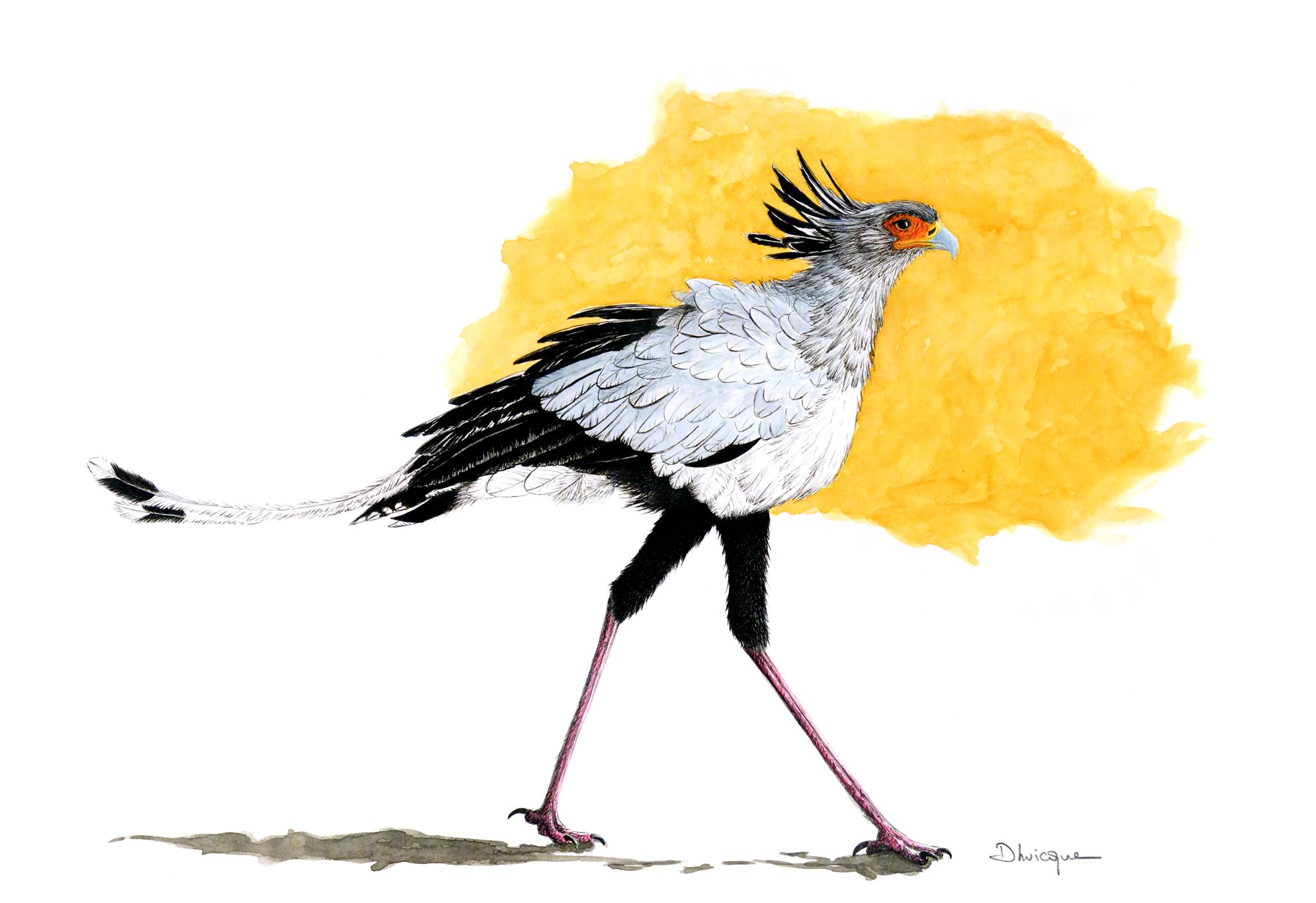 Messager sagittaire - Vincent DHUICQUE